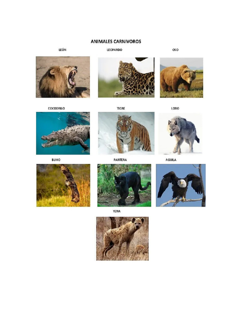 Animales Carnivoros | PDF