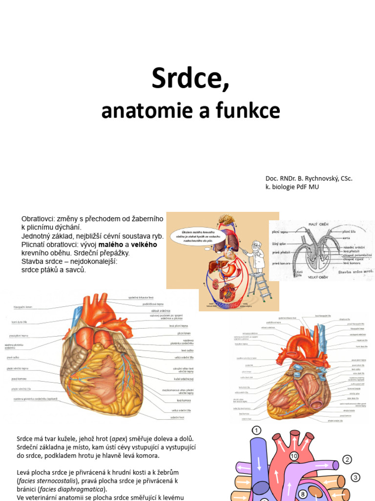 Srdce Pitva | PDF