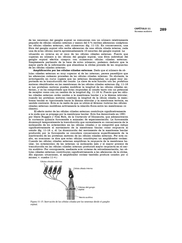 Capitulo 11 Segunda Parte (Sistema Auditivo) | PDF | Sistema Auditorio ...