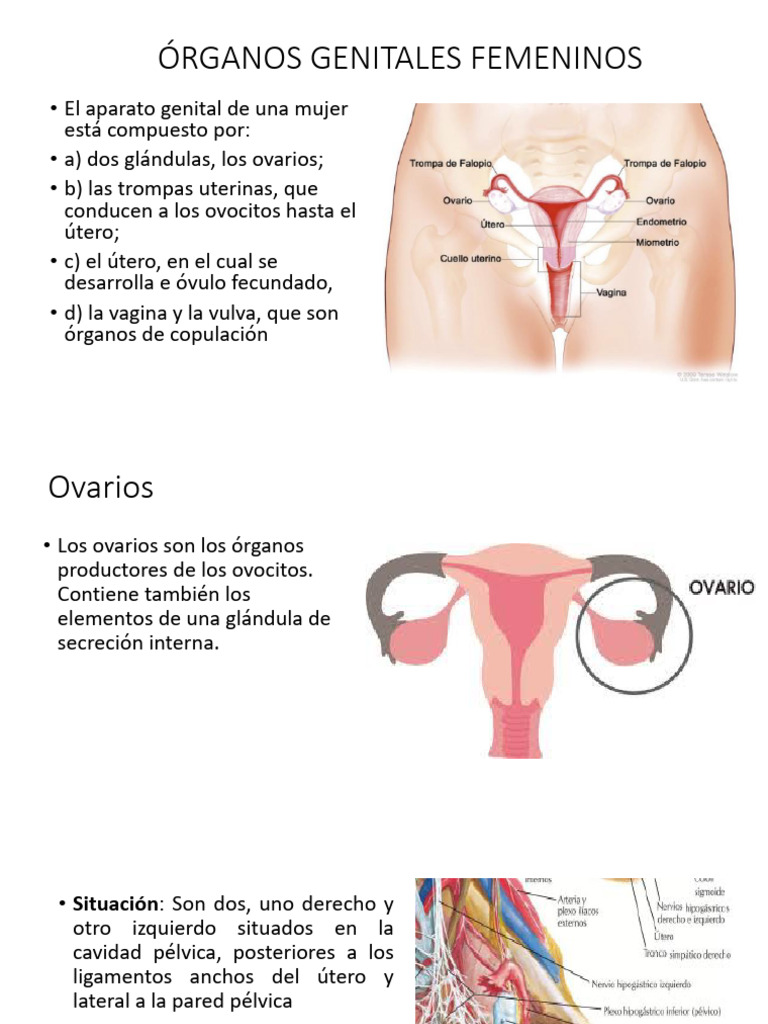 Órganos Genitales Femeninos 1 | PDF | Útero | Ovario