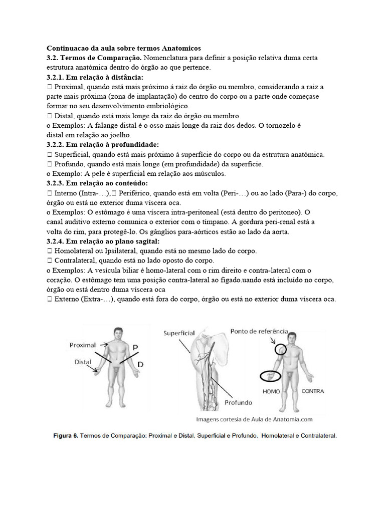 Aula 3 Continuacao Da Aula Sobre Termos Anatomicos | PDF | Anatomia ...