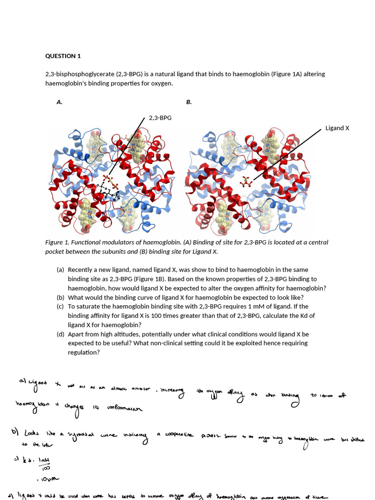 Hemoglobin Ligands: 2,3-BPG and Ligand X | PDF | Hemoglobin ...