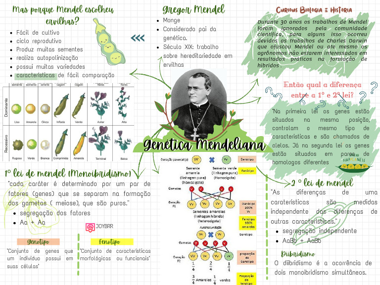 Mapa Mental Genetica Mendeliana | PDF | Biologia Evolucionária ...