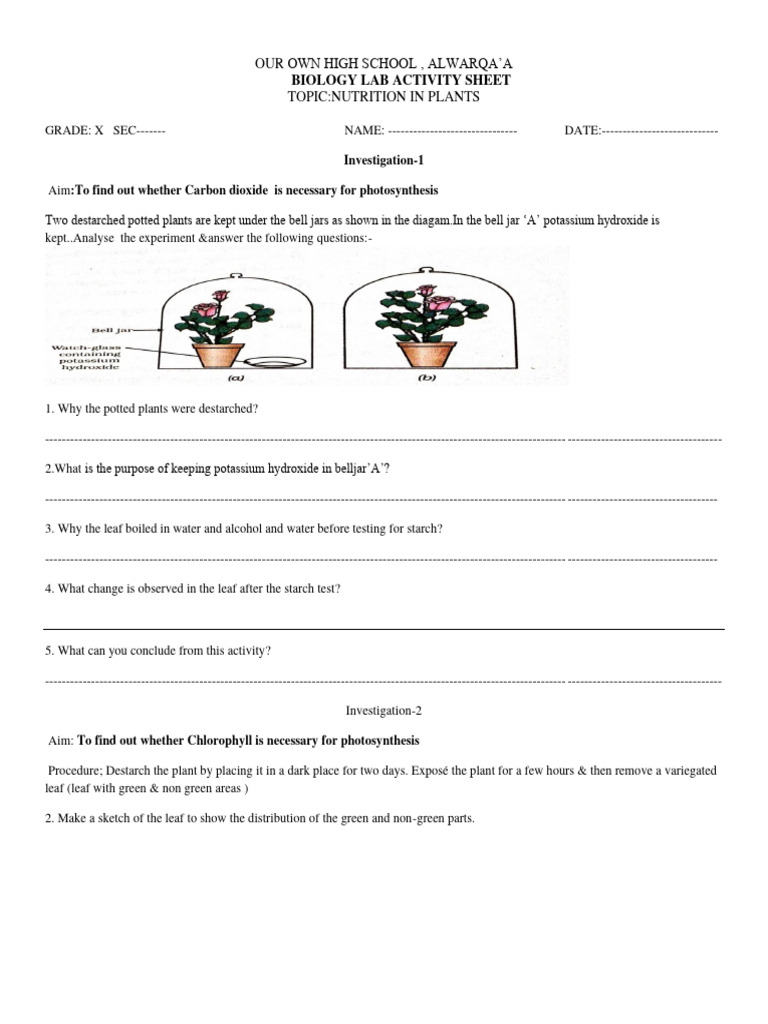 Biology Lab: Photosynthesis Tests | PDF | Photosynthesis | Leaf