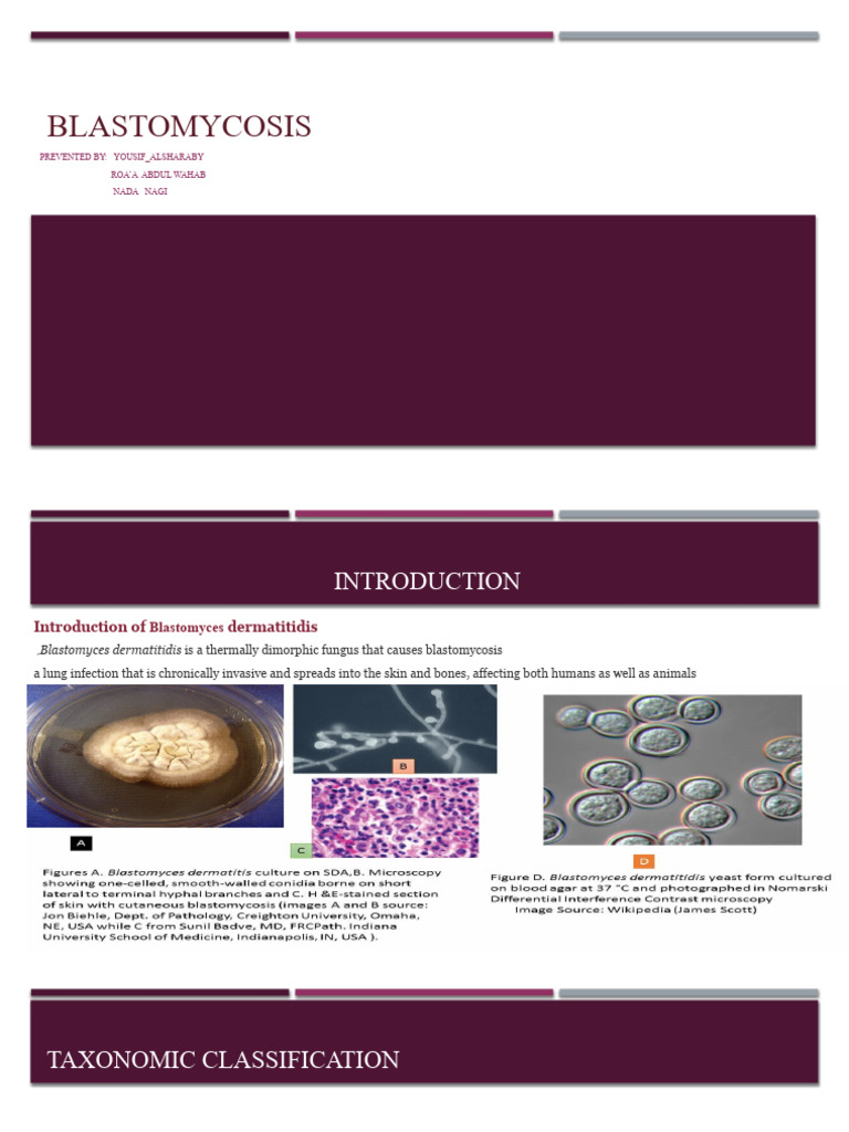 Blastomycosis | PDF | Fungus | Yeast