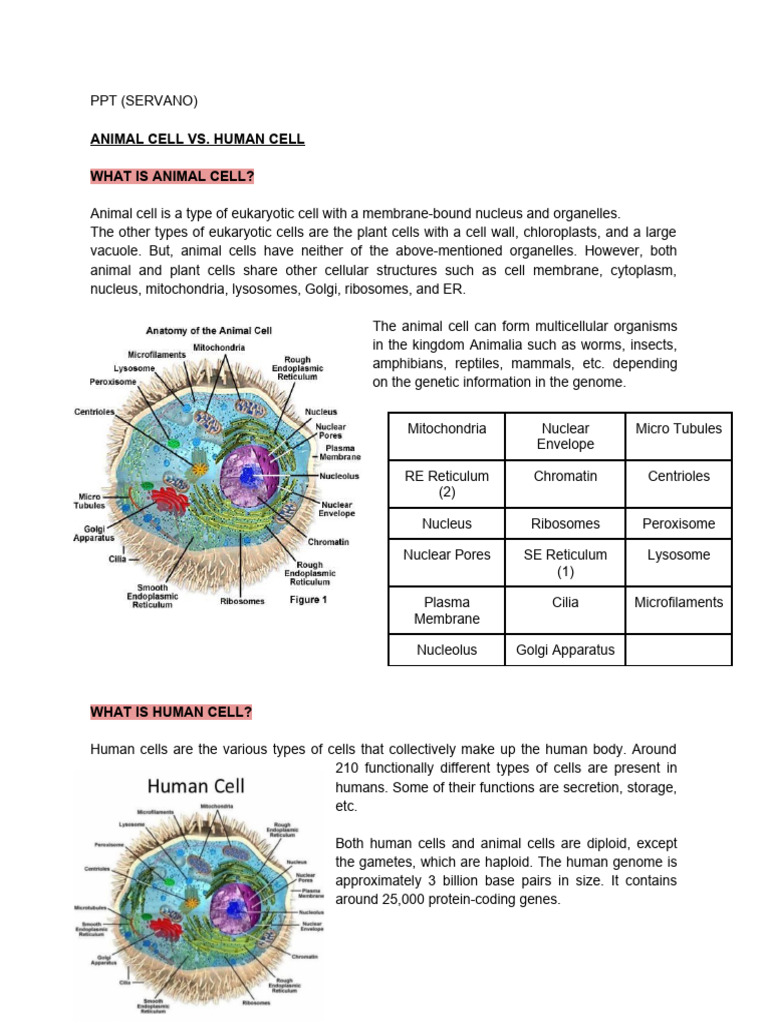 AnimalVsHumanCell - PPT (SERVANO) | PDF | Cell (Biology) | Cell Nucleus