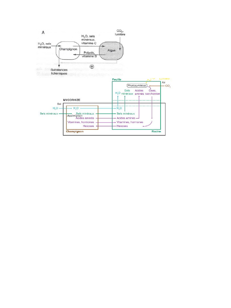 Schema Mycorhize | PDF