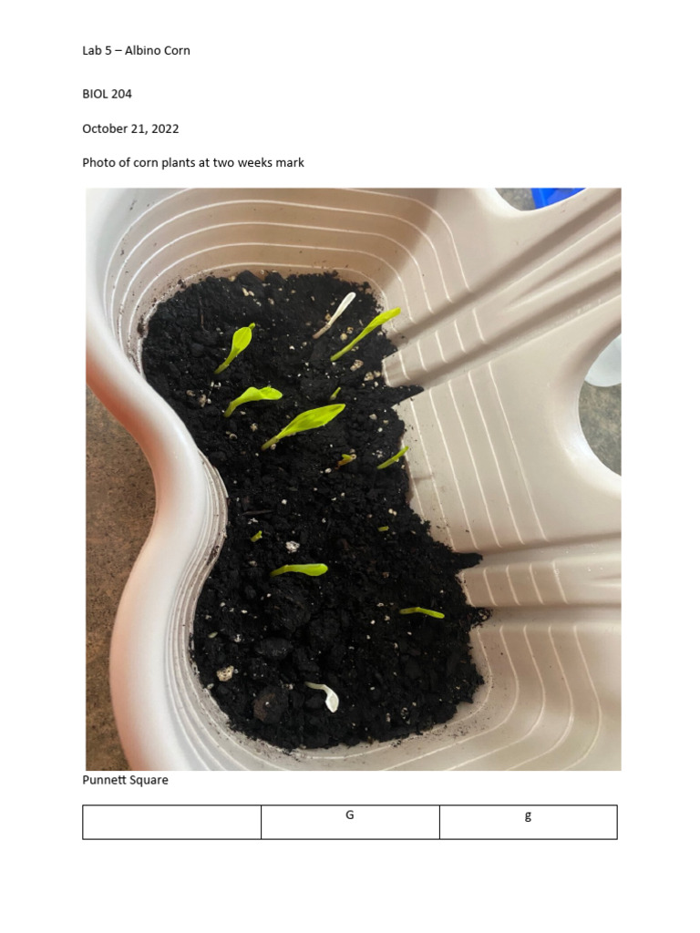 Lab 5 - Genetics - Albino Corn | PDF