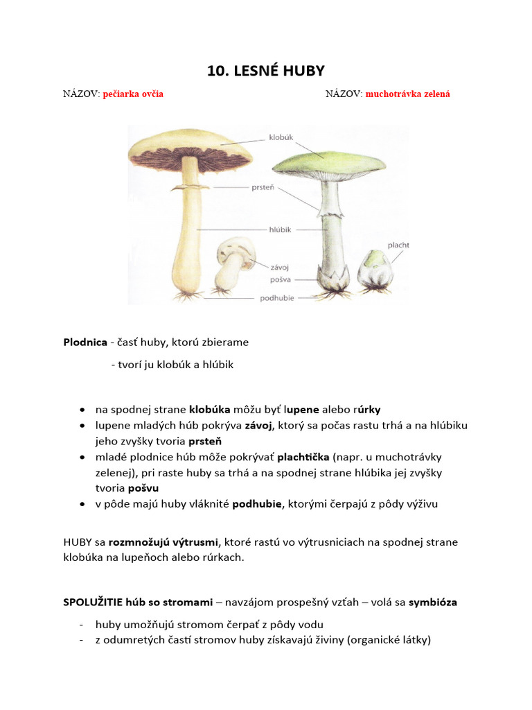 Lesné Huby | PDF