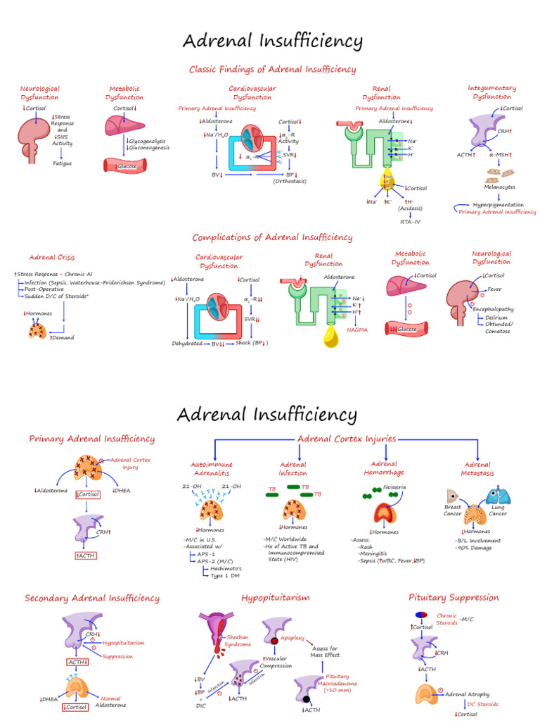 5 - Adrenal Insufficiency (Illustrations Key) | PDF | Adrenal Gland | Cortisol