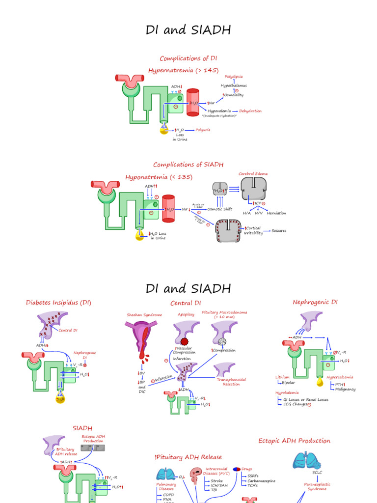 9 - Diabetes Insipidus & SIADH (Illustrations Key) | PDF | Diseases And ...