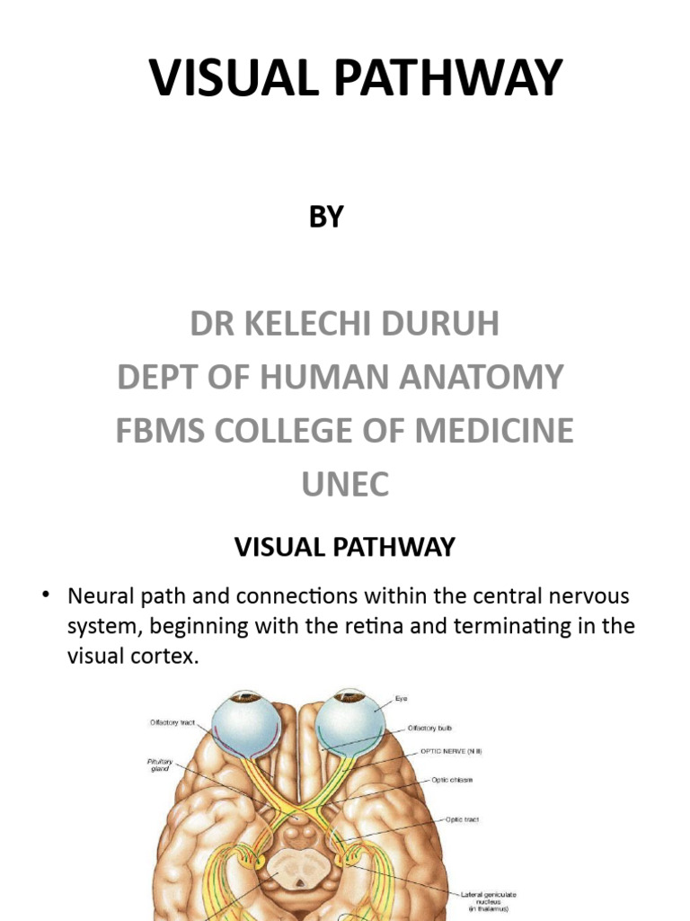 VISUAL PATHWAY Lecture AMENDED | PDF | Visual System | Retina