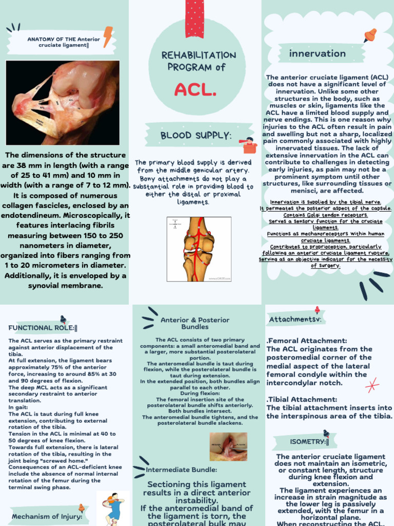 Rehabilitation Program Of Innervation Pdf Knee Joints