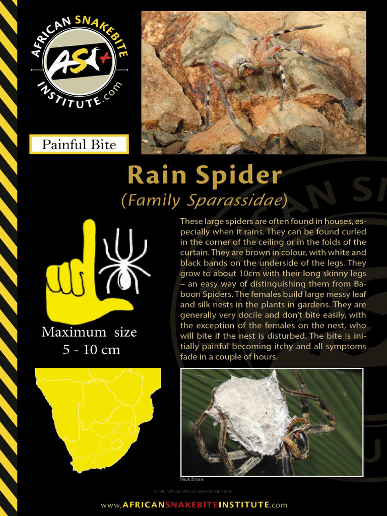 Rain Spider | PDF