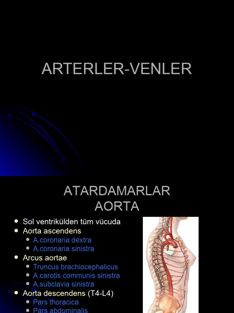 Arter Ven | PDF