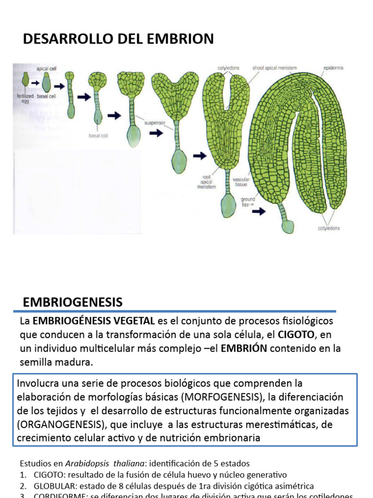 Embriogénesis Vegetal: Proceso y Mutantes | PDF | Embrión | Ciencias de ...
