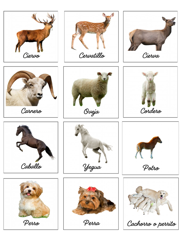 Macho, Hembra y Cría Animales | PDF