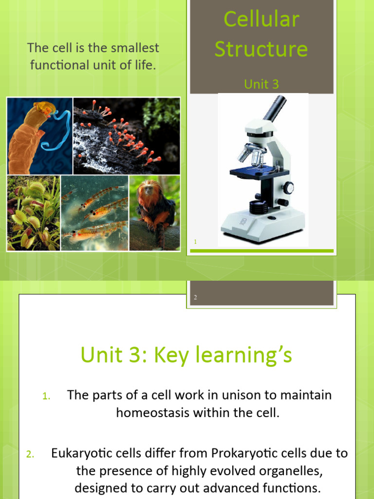 The Cell Is The Smallest Functional Unit of Life | PDF | Cell (Biology ...