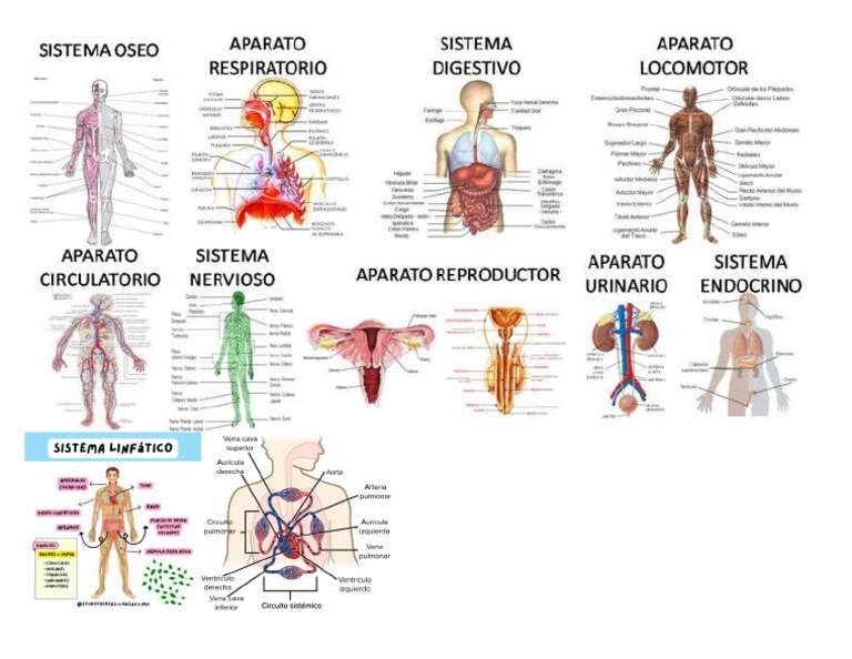 Sistemas Del Cuerpo Humano 6 CM | PDF