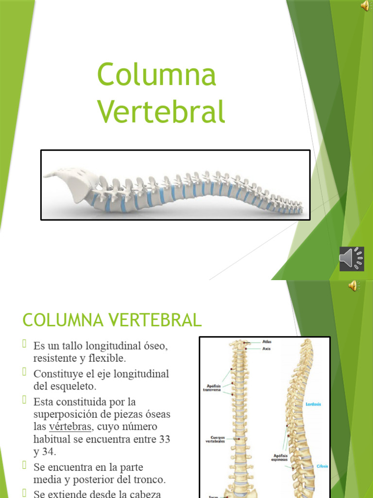 Anatomía y Funciones de la Columna Vertebral | PDF | La columna ...