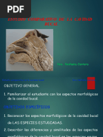 FARINGE y LARINGE - Anatomía II, Veterinaria | PDF | Laringe ...