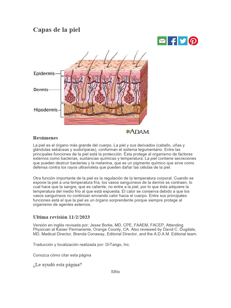 Capas de la piel | PDF | Piel