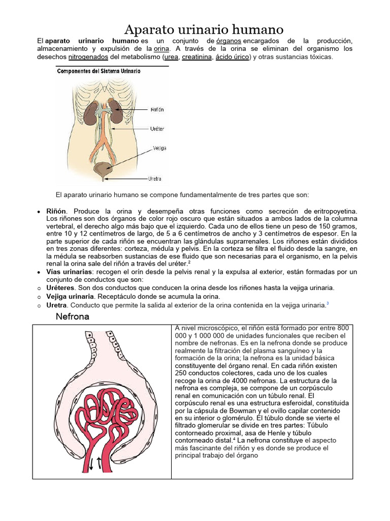 Aparato urinario humano | PDF | Riñón | Sistema urinario
