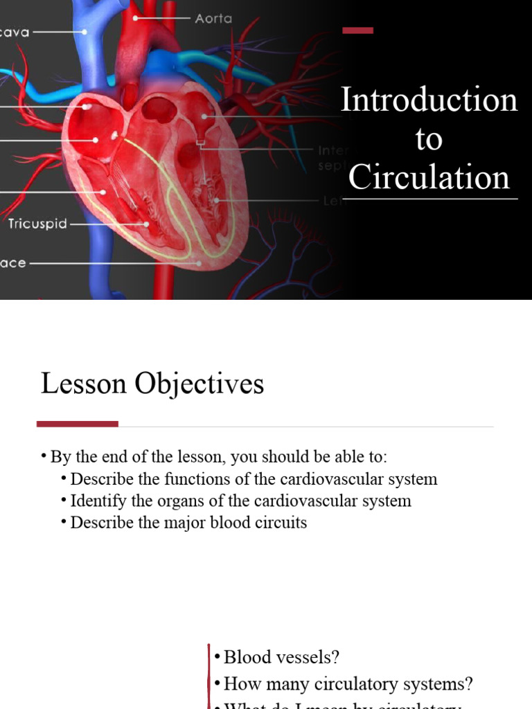 Cardiovascular Day 1 | PDF | Heart | Vein