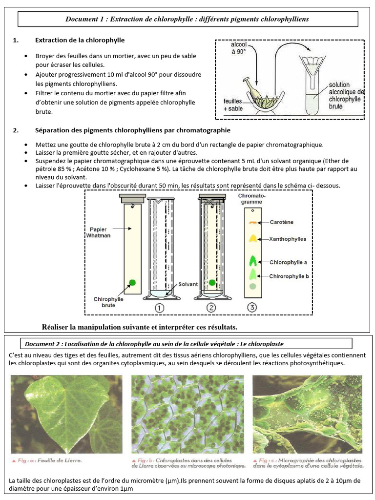 Extraction et analyse de la chlorophylle | PDF | Chloroplaste ...