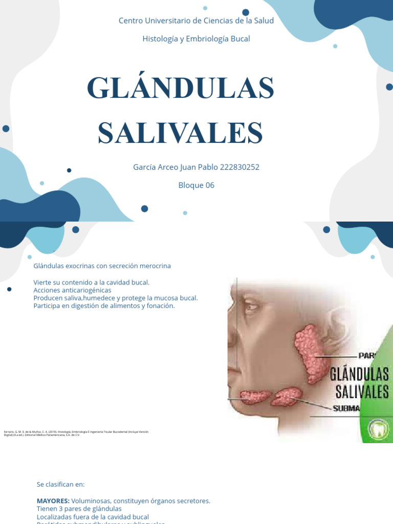 Glándulas Salivales | PDF | Saliva | Epitelio