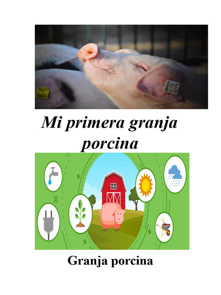 Mi Primera Granja Porcina | PDF | Granjas | Cerdo