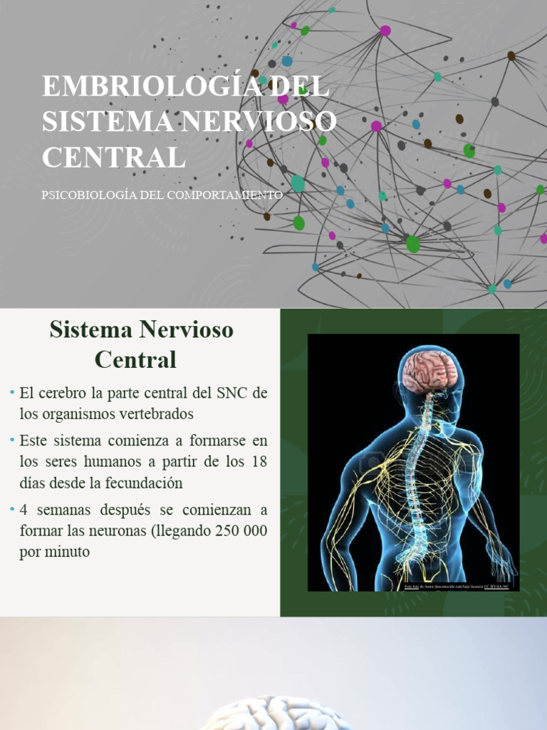 Embriología Del Sistema Nervioso Central | PDF | Embrión | Procesos ...