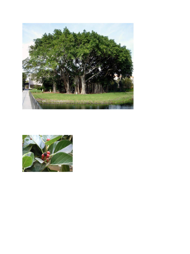 Vatvruksha | PDF