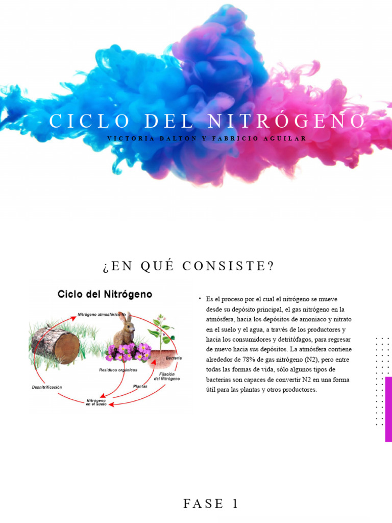 CICLO DEL NITRÓGENO | PDF | Nitrógeno | Amoníaco
