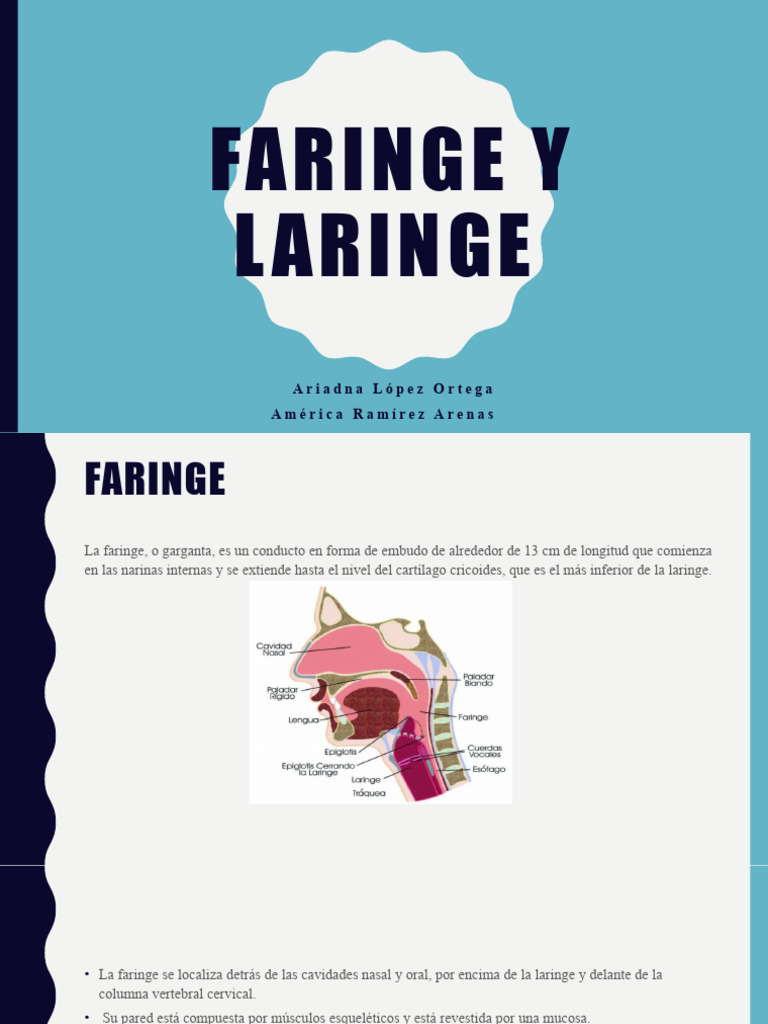 Faringe y Laringe AA | PDF | Laringe | Esófago