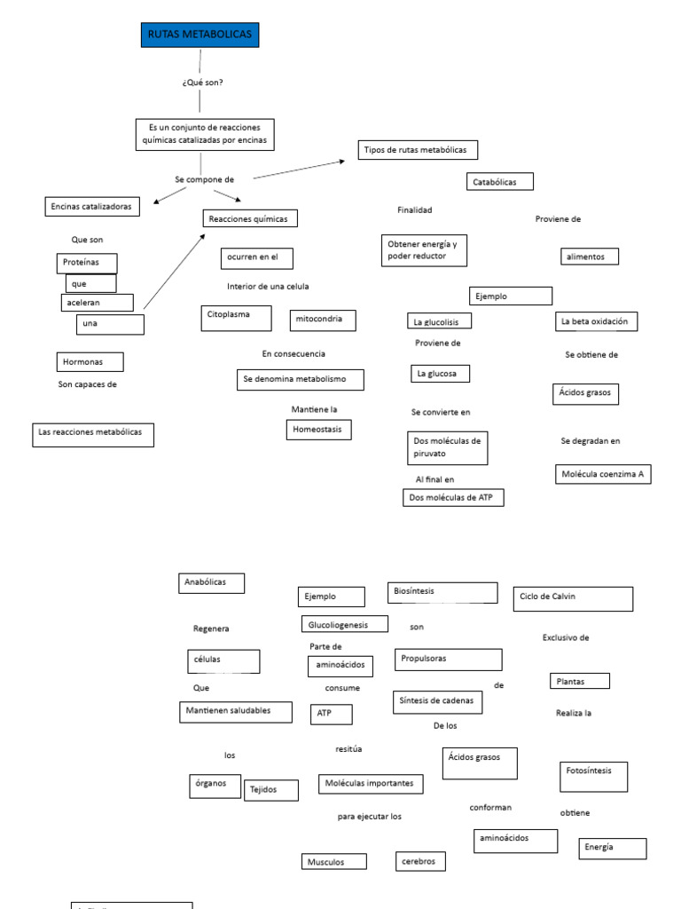 esquema 3 | PDF | Metabolismo | Bioquímica