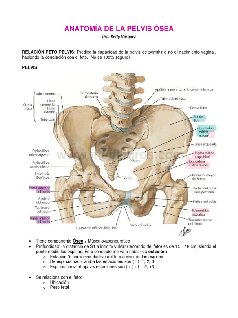 Anatomía de La Pelvis Ósea | PDF | Pelvis | Sistema musculoesquelético