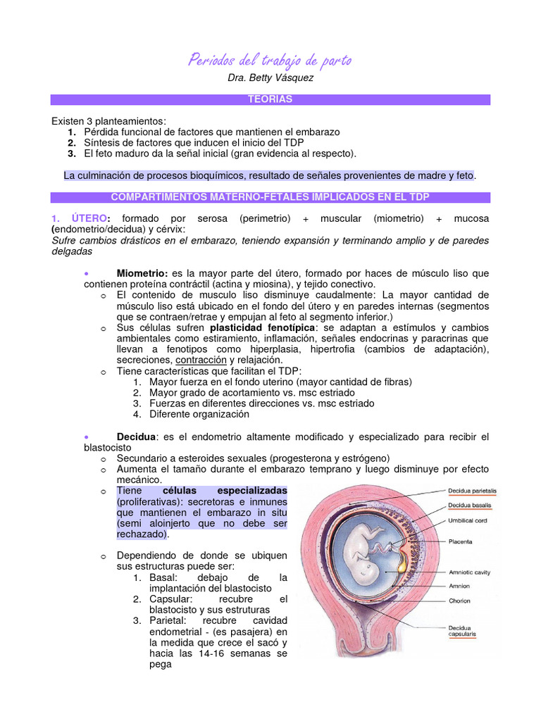 Fisiologia Del Trabajo de Parto Primera Parte | Descargar gratis PDF | Músculo | Contracción ...