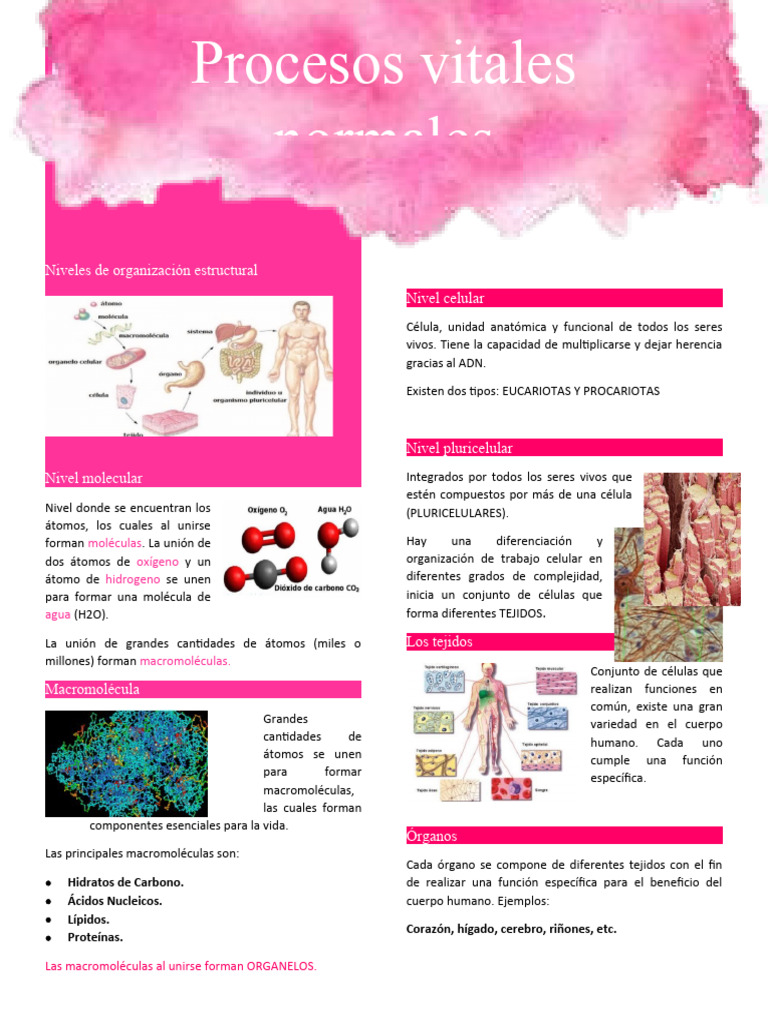 Porcesos Vitales Normales | PDF | Macromoléculas | Biología Celular)