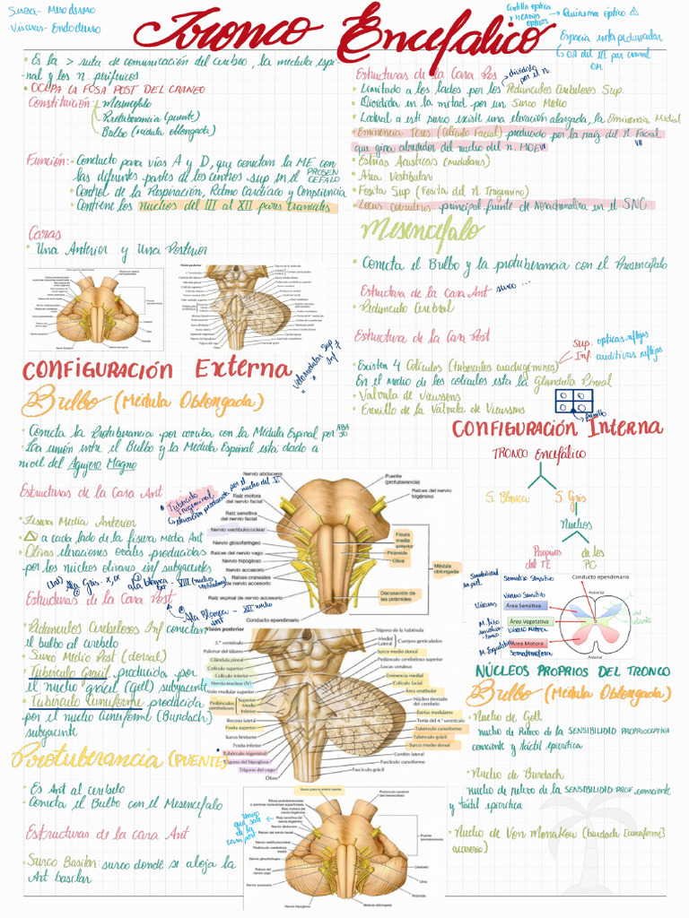 Tronco Encefálico y Cerebelo Resumen | PDF