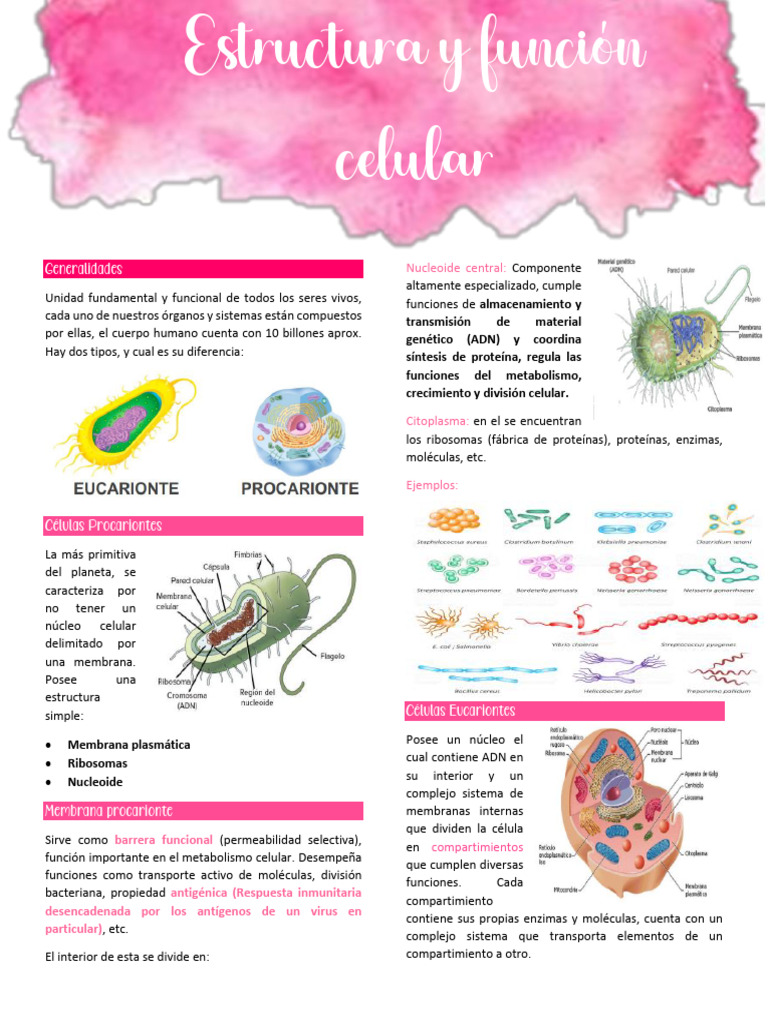 Estructura y funcion celular | PDF | Biología Celular) | Citoplasma