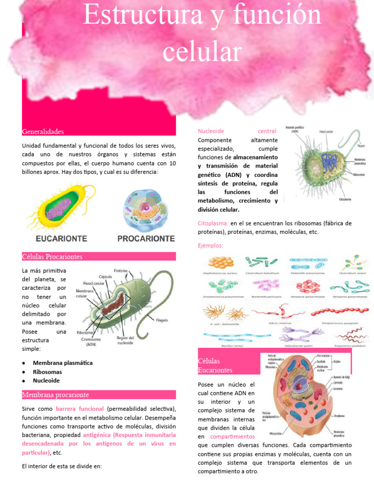 Estructura y Funcion Celular | PDF | Biología Celular) | Citoplasma
