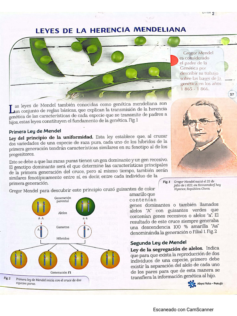 LEYES DE MENDEL | PDF