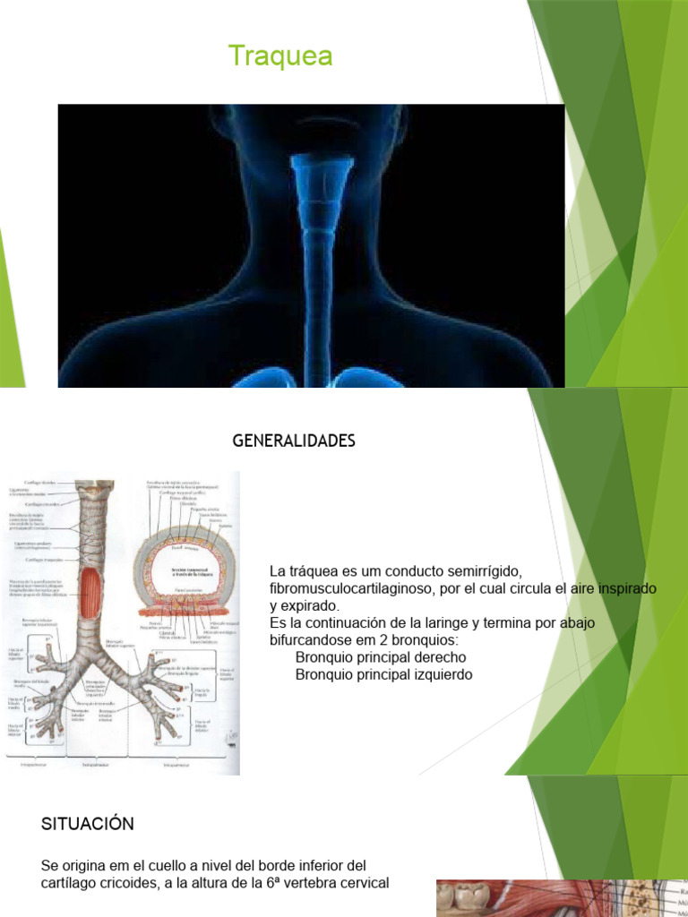 8 Traquea | PDF | Laringe | Tiroides