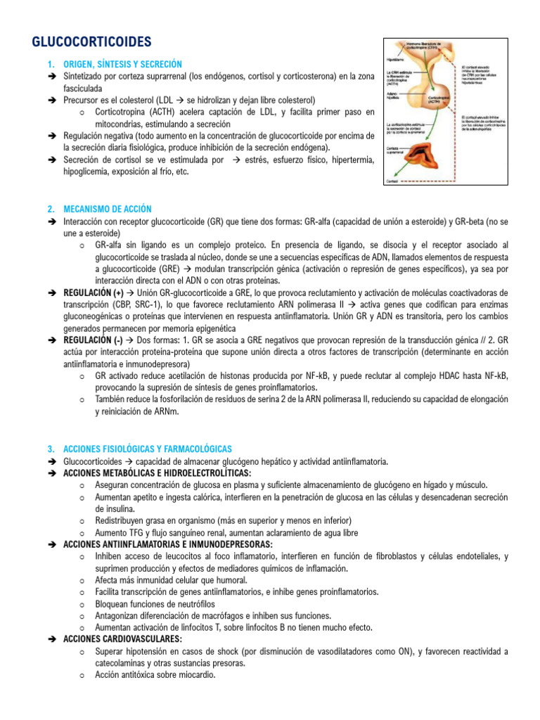 Glucocorticoides: Origen y Funciones | PDF | Glucocorticoides | Hormona ...