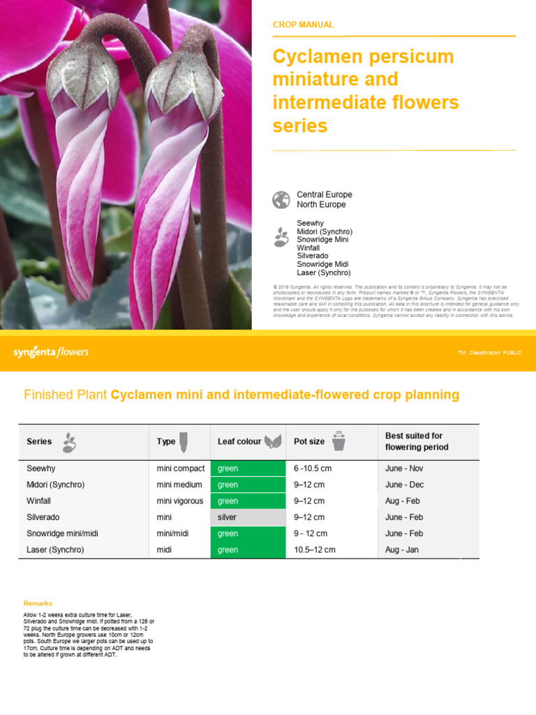 Cyclamen Persicum Mini and Intermediate Flowers Web 154 | PDF | Root ...