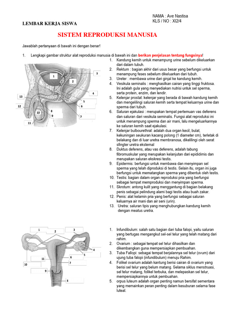 Ave Xi2 Tugas Biologi Anatomi Sistem Reproduksi | PDF