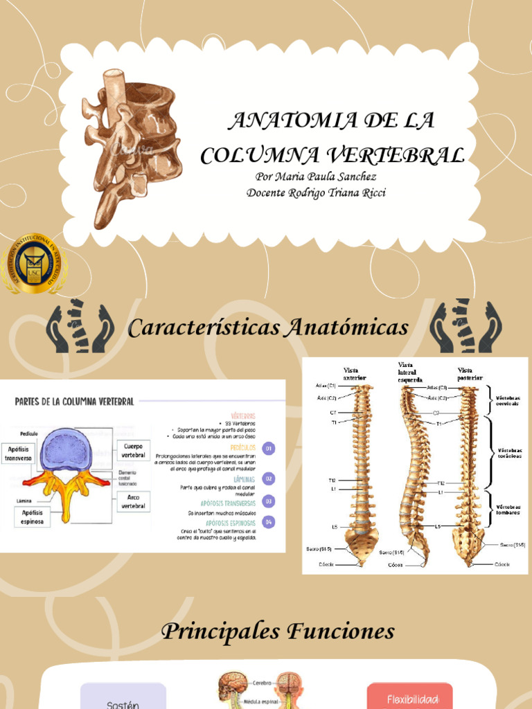 Anatomia de Columna, Hombro y Fractura de Humero | PDF | Hombro | Dolor ...