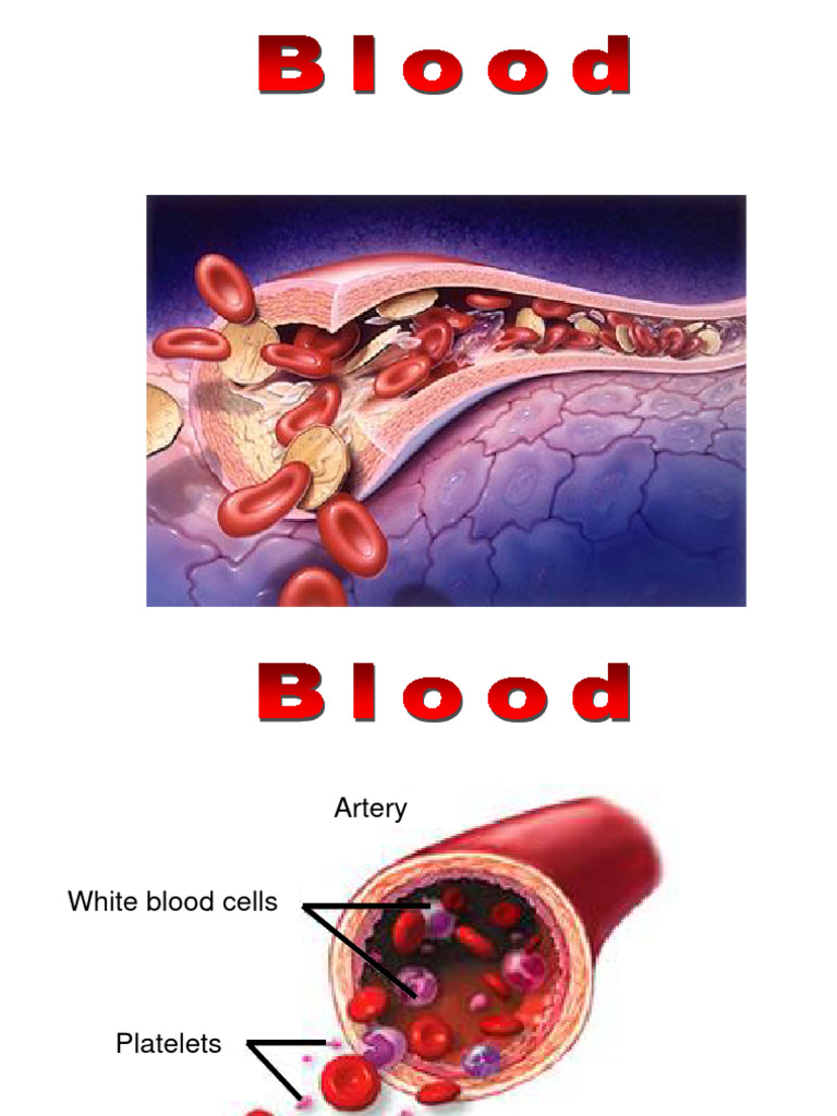 Blood Typing | PDF | Blood | White Blood Cell