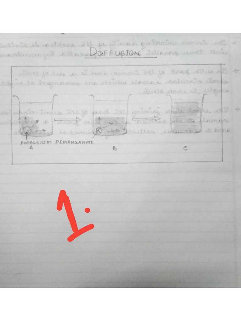 Bio Practical, Class X Term 1 | PDF